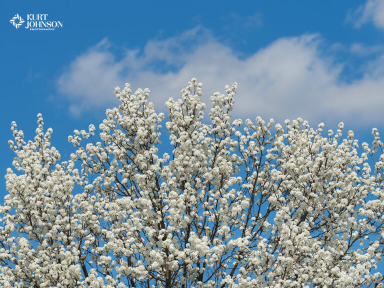 10 Spring Images That Bring Healing to Healthcare - Kurt Johnson ...