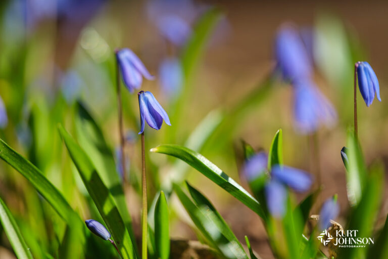 10 Spring Images That Bring Healing to Healthcare - Kurt Johnson ...