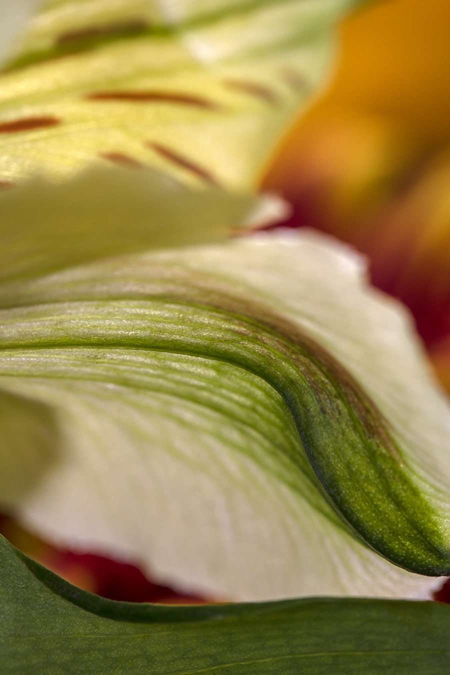 Photography Archive - Kurt Johnson Photography